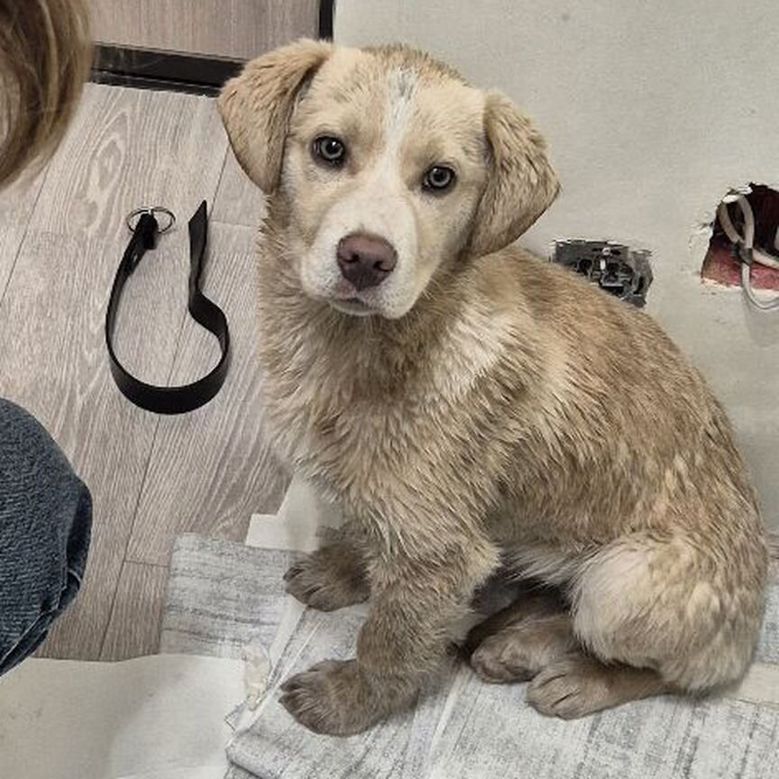 Лабрадор-ретривер, щенок