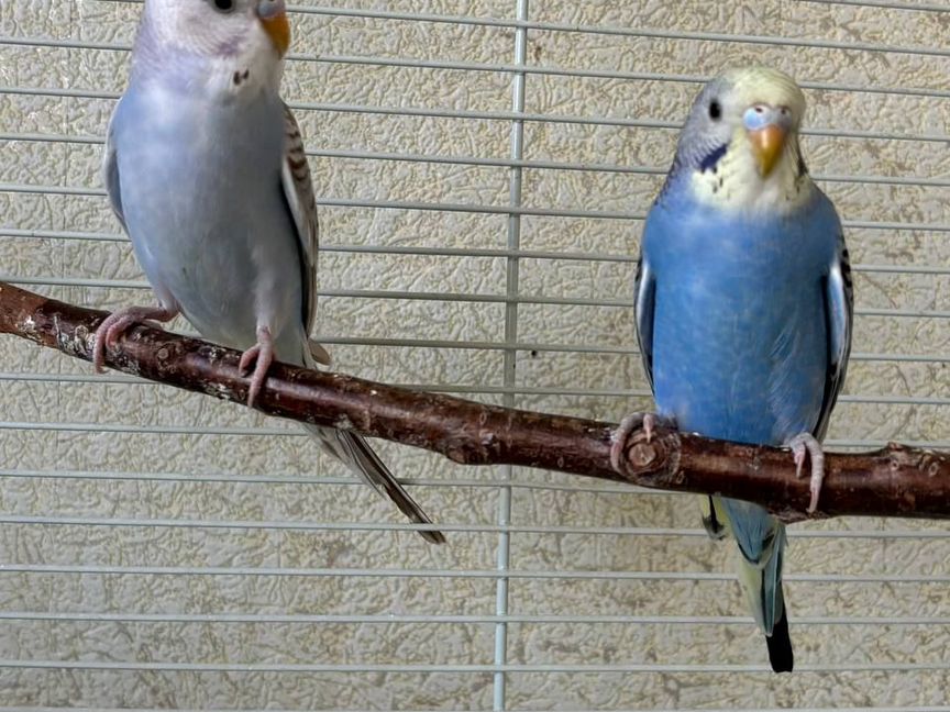 Волнистый попугай девочка