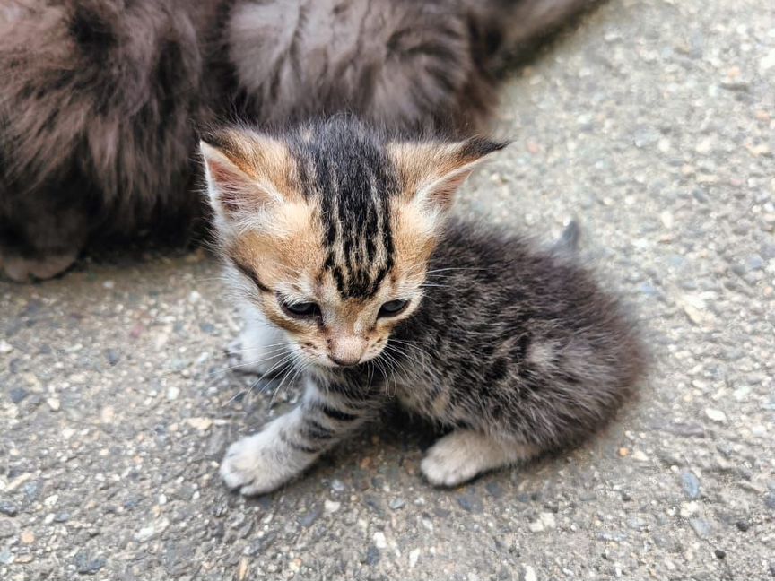 Кошка с котёнком ищет дом