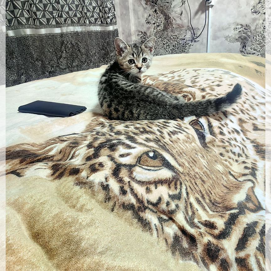 Шотландский прямоухий короткошёрстный котёнок