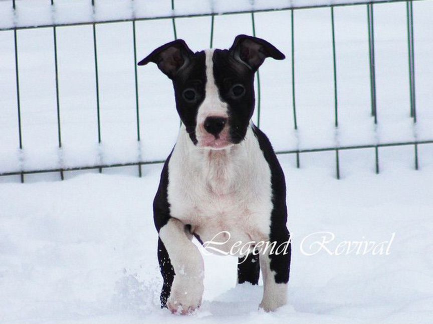 Стаффордширский терьер девочка конфеточка