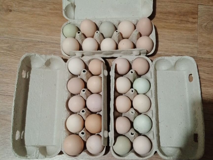 Инкубационное яйцо