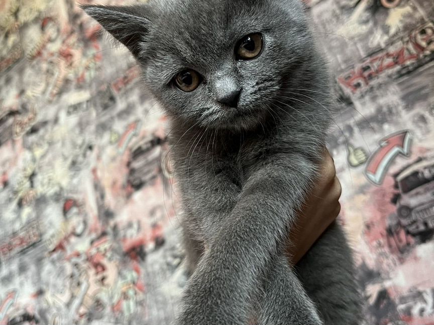 Британский котенок
