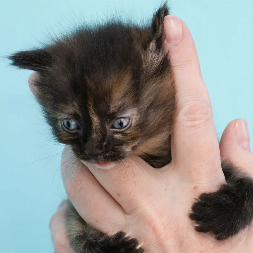 Курильский бобтейл длинношёрстный котёнок