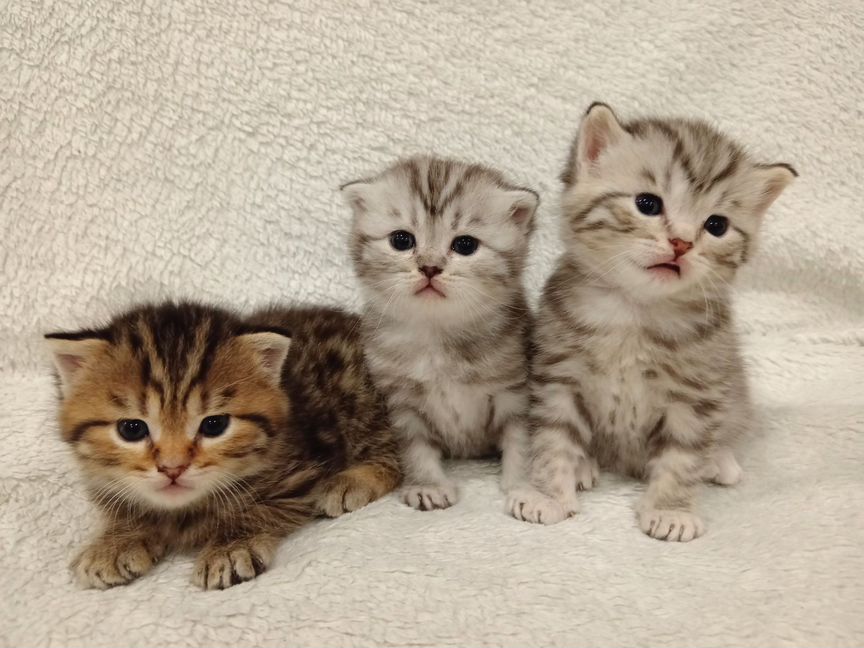 Шотландская вислоухая