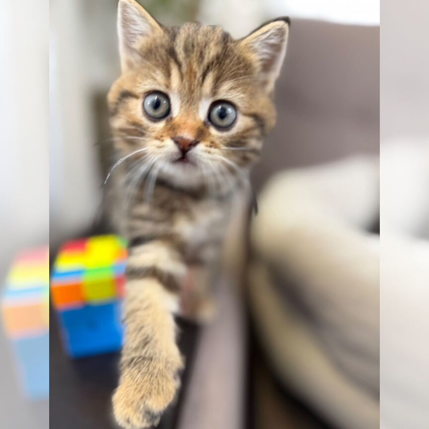 Шотландский вислоухий длинношёрстный котёнок