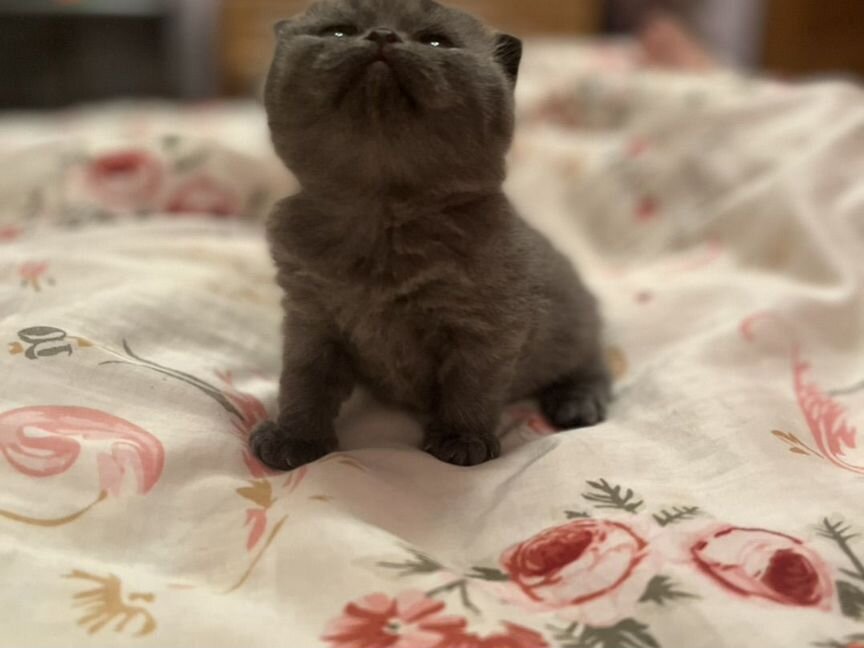 Британские котята