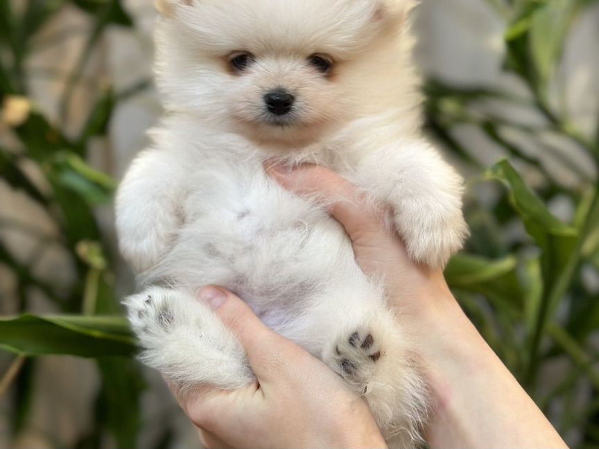 Белая девочка померанский шпиц