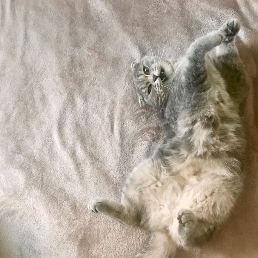 Шотландская вислоухая кошка бесплатно