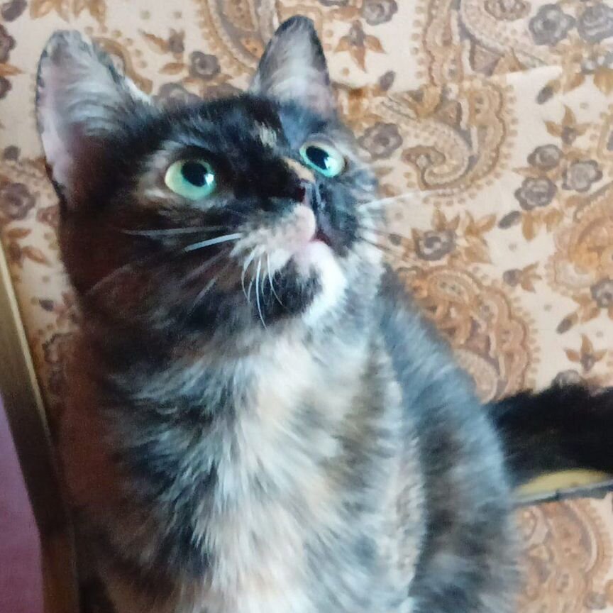 Мими ласкуша ждёт своих котородителей