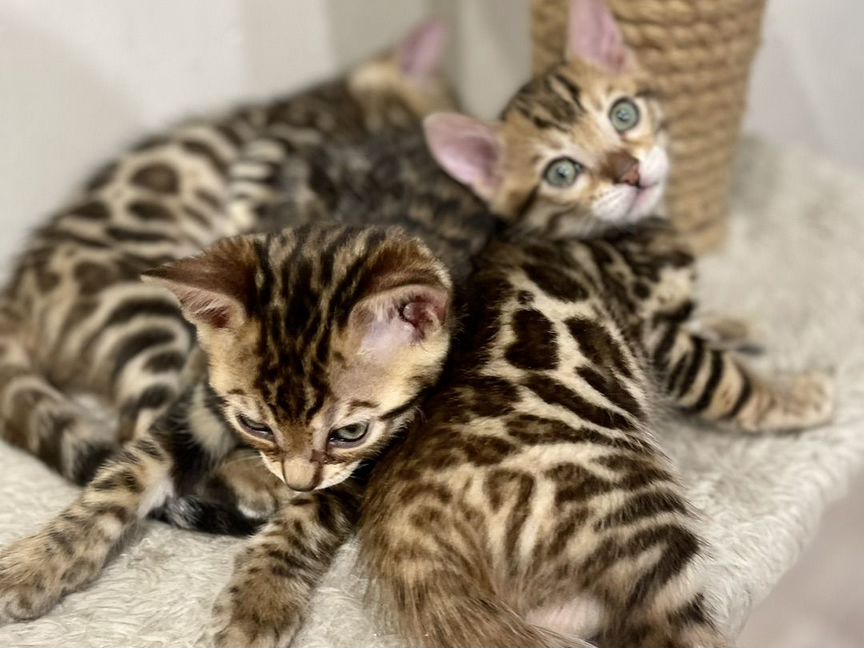 Бенгальская