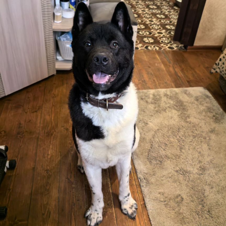 Американская акита, щенок