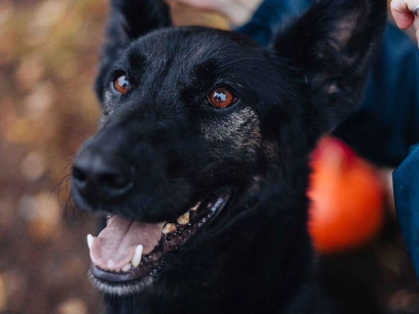 Молодая и энергичная собачка Гера ищет дом