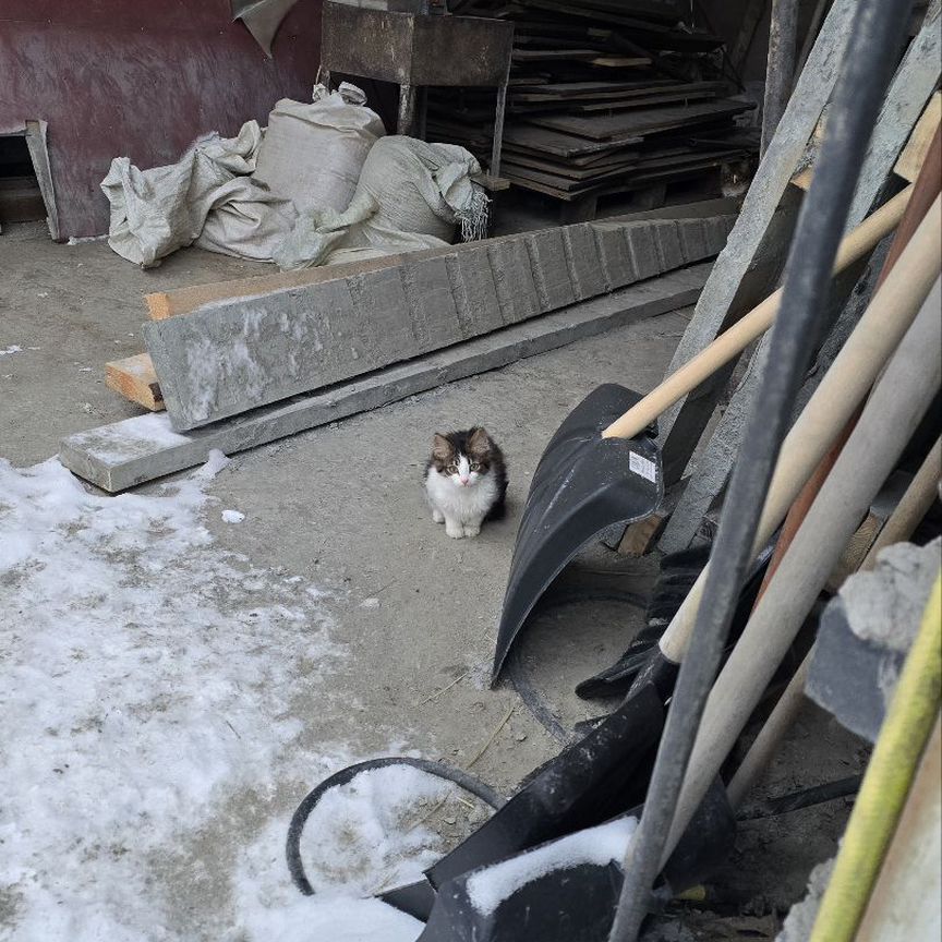 Котята в добрые руки бесплатно