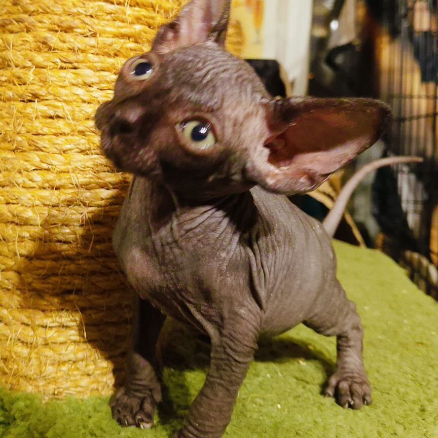 Канадский сфинкс котёнок