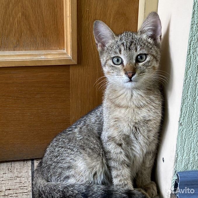 Котятки 2,5 месяца в добрые руки