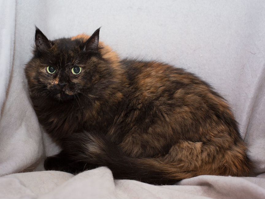 Красивая девочка черепахового окраса в дар