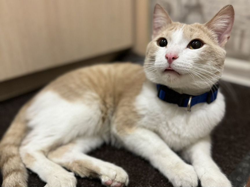 Кошка