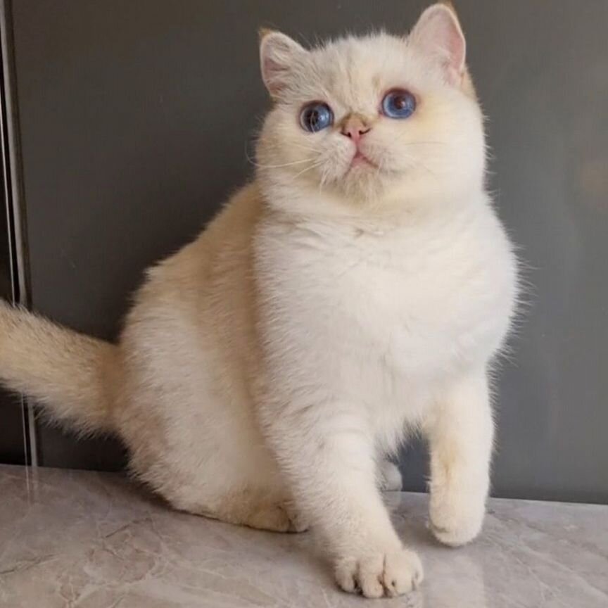 Мальчик золотой колорпойнт