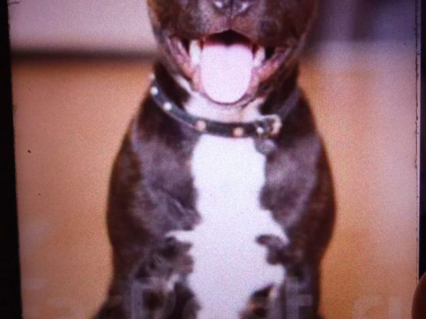 Стаффордширский терьер