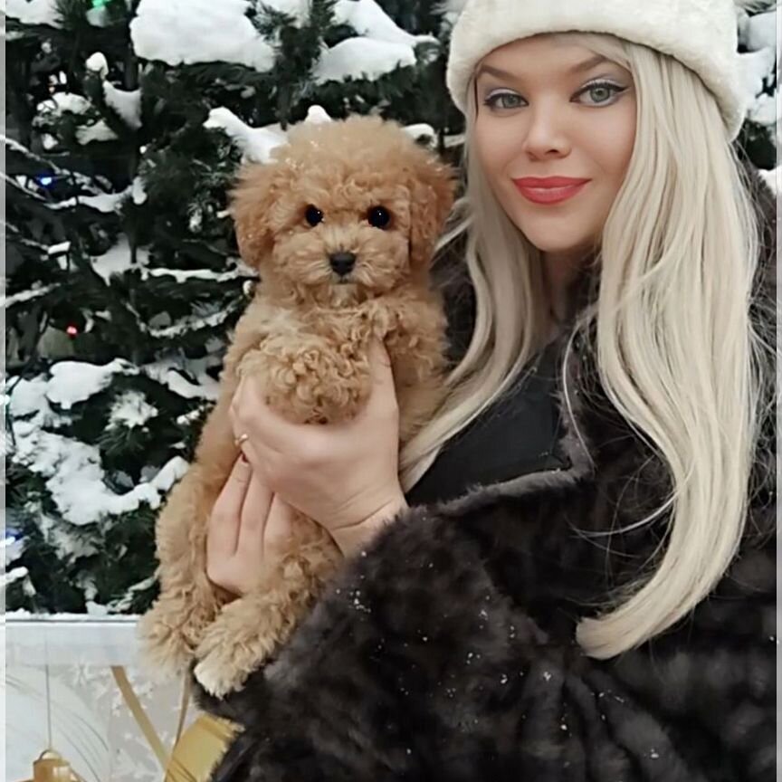 Мальтипу, щенок