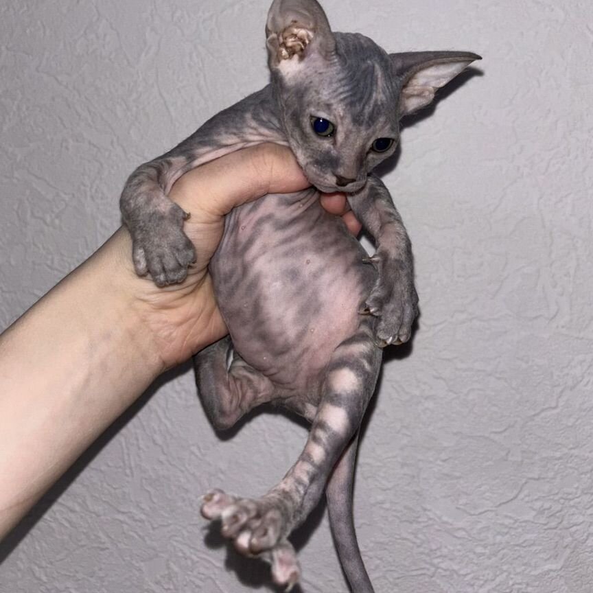 Канадский сфинкс котёнок