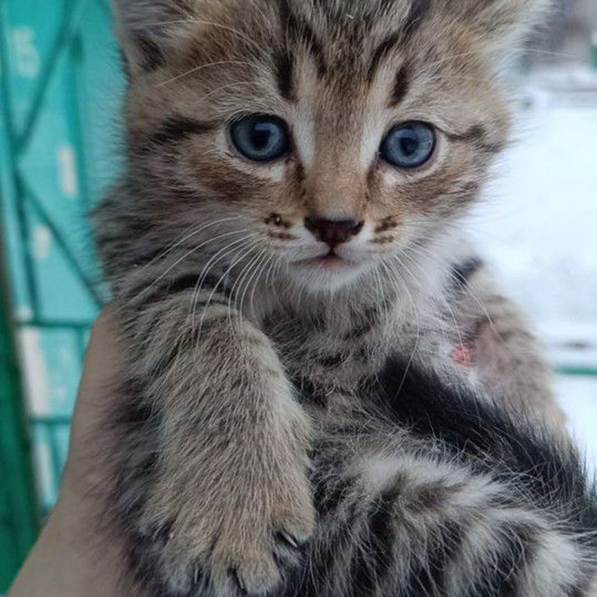 Милые котятки