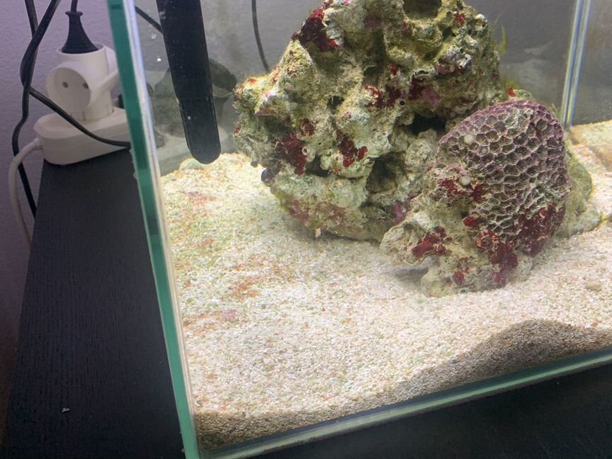 Морской аквариум (живой камень)