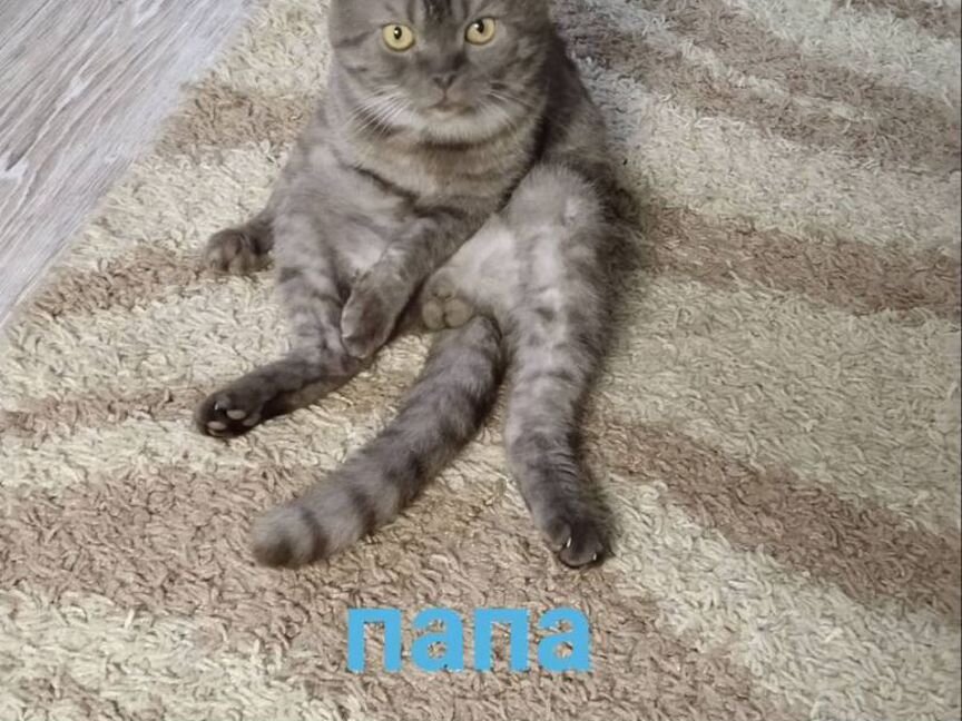 Шотландские вислоухие котята