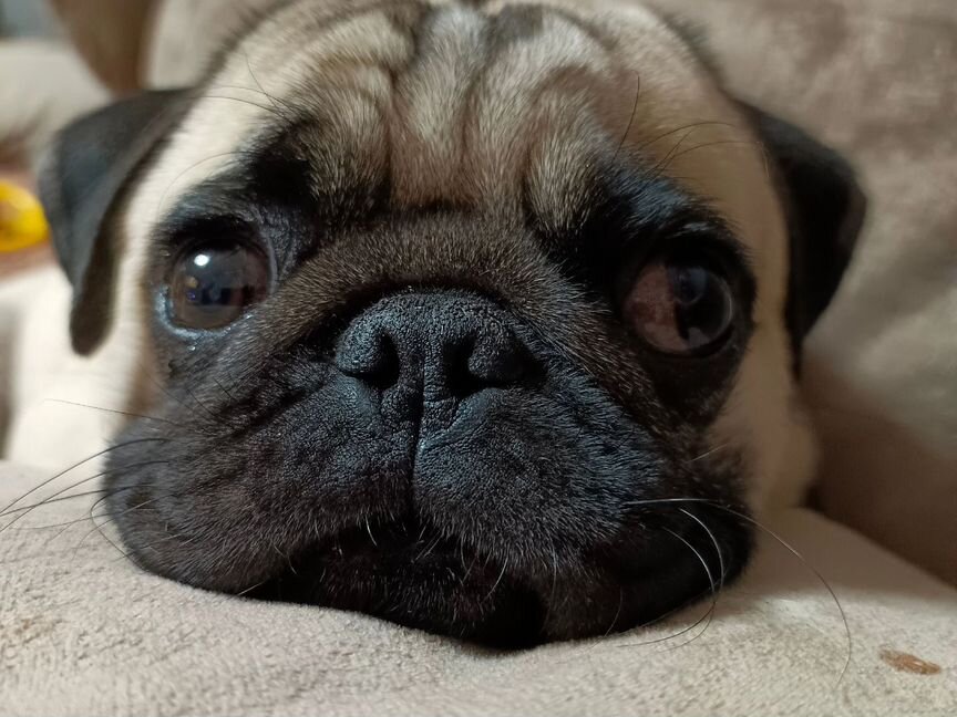 Мопс