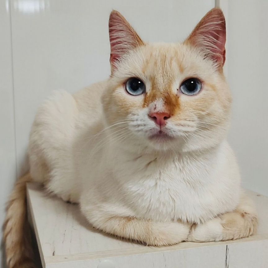 Взрослый кот в добрые руки