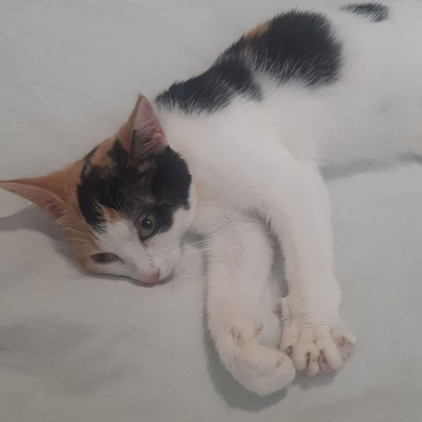 Котенок трехцветный