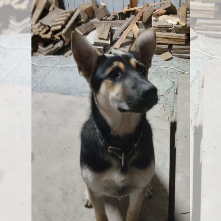 Восточноевропейская овчарка, щенок