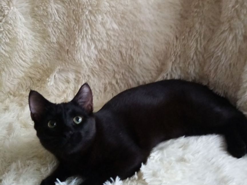 Презентабельный котенок