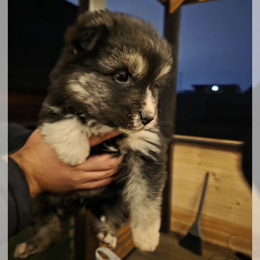 Щенок в добрые руки