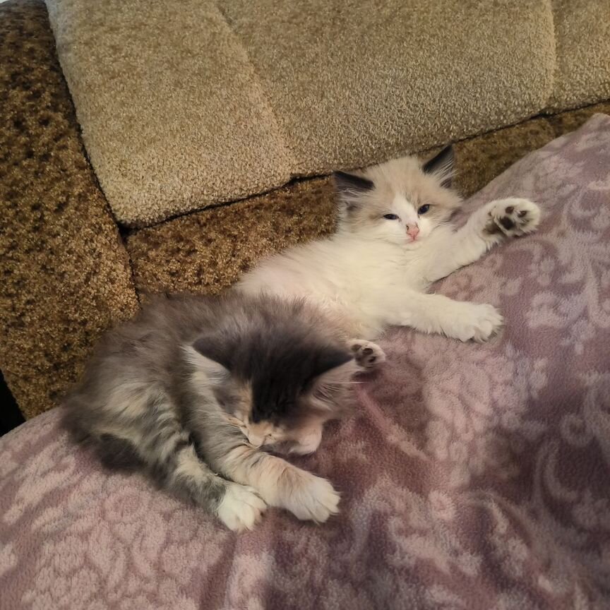 Котята отдам бесплатно