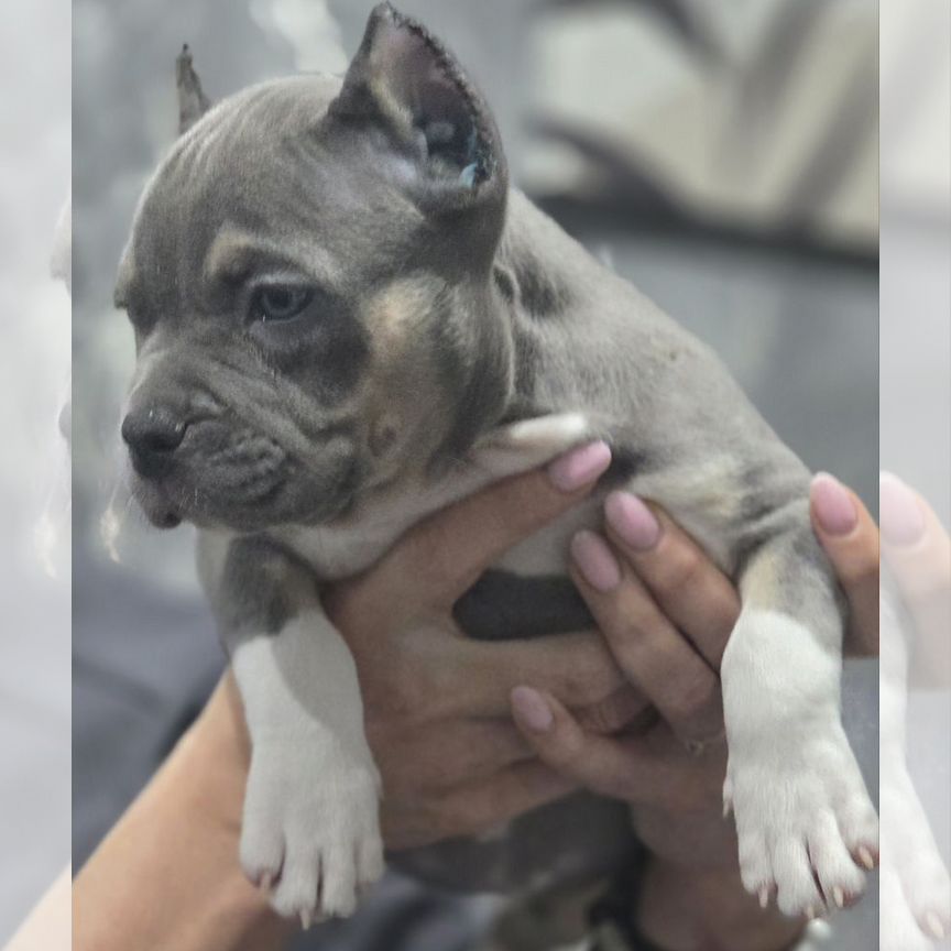 Американский булли, щенок