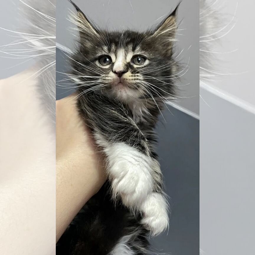 Мейн-кун котёнок