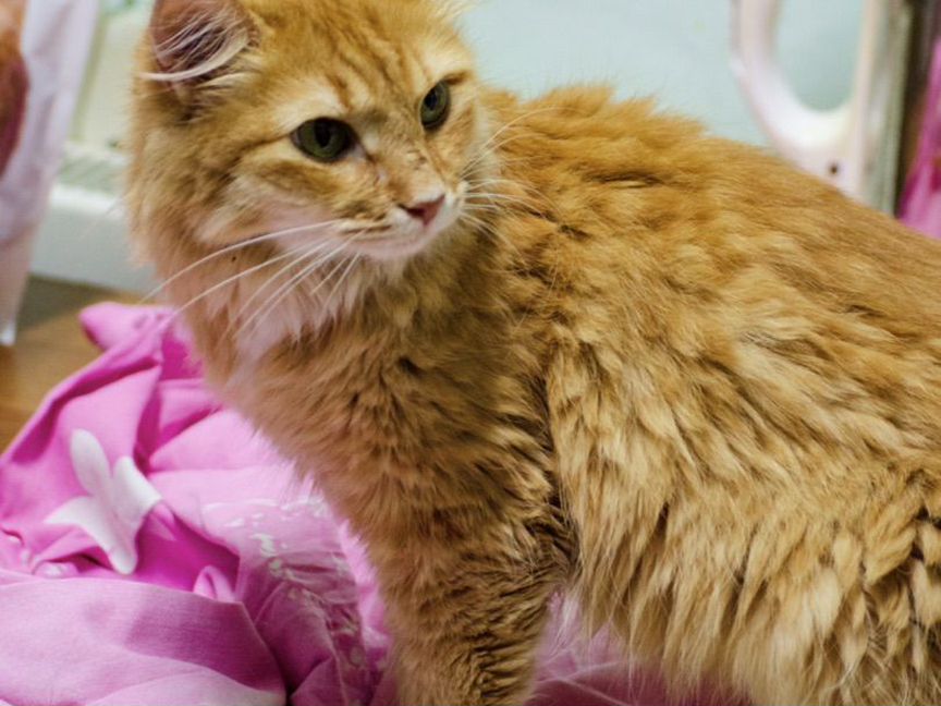 Кошка в добрые руки