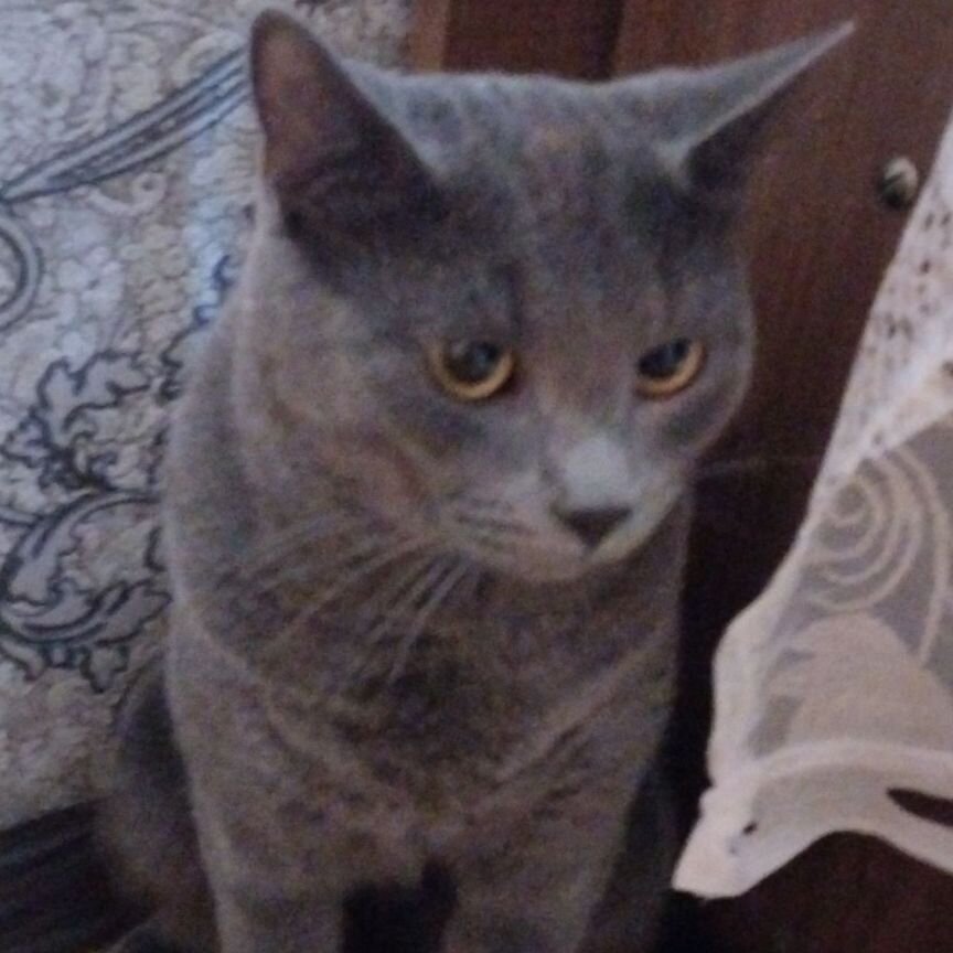 Сибирский кот вязка