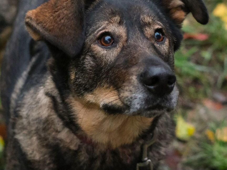 Тайга из приюта ищет дом