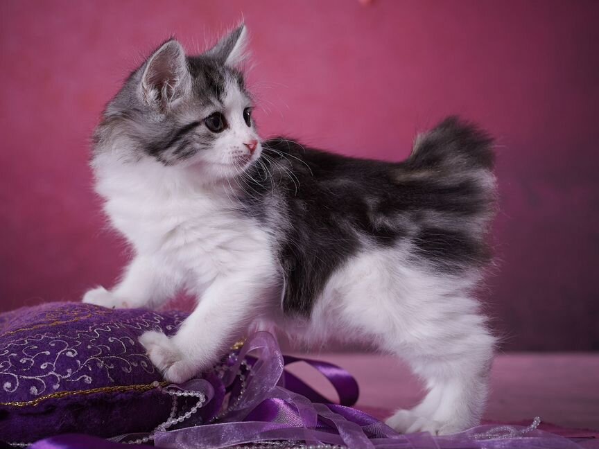 Клубные котята курильского бобтейла