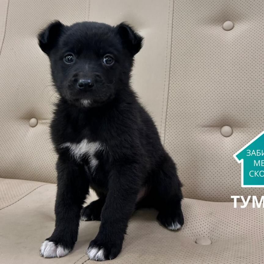 Щенок в добрые руки