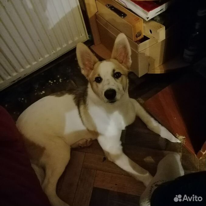 Красавец Чарли ждёт действительно своего хозяина