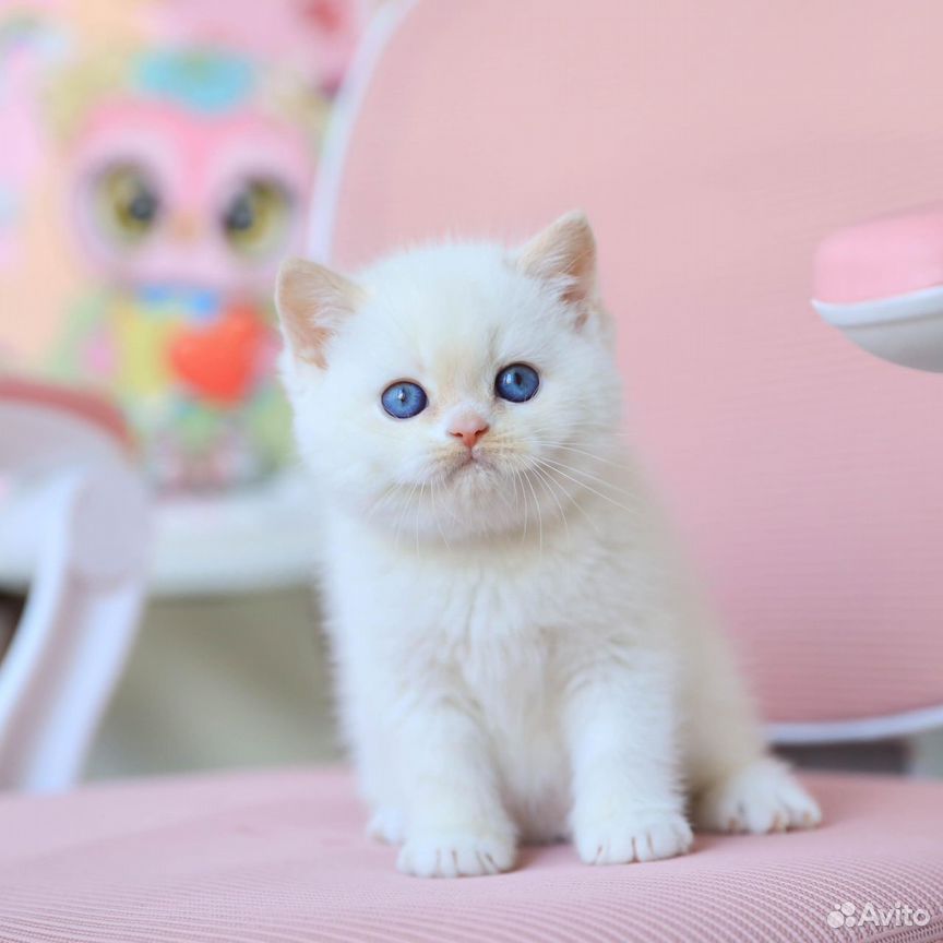 Мальчик в кремовом окрасе