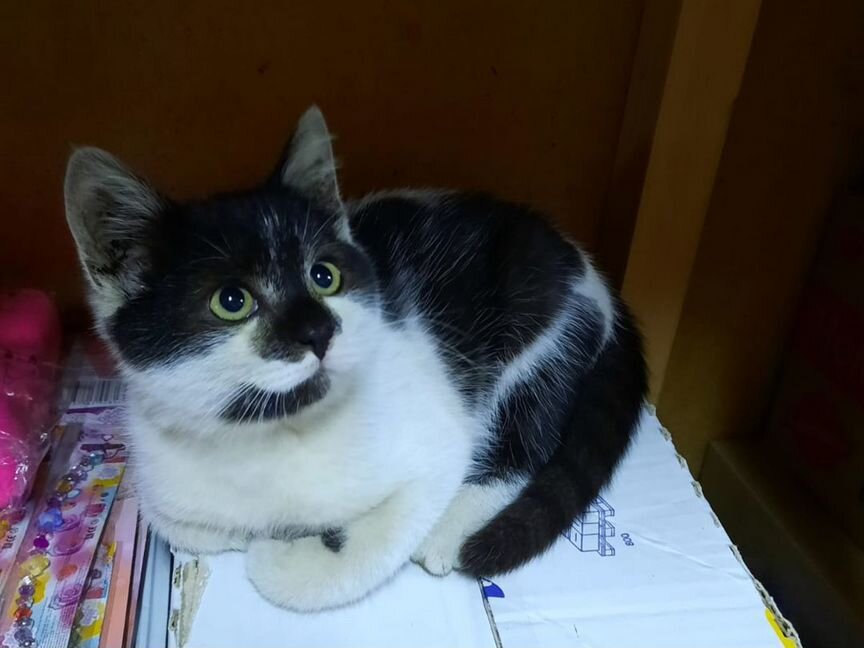 Ручной котенок в хорошие,добрые руки бесплатно