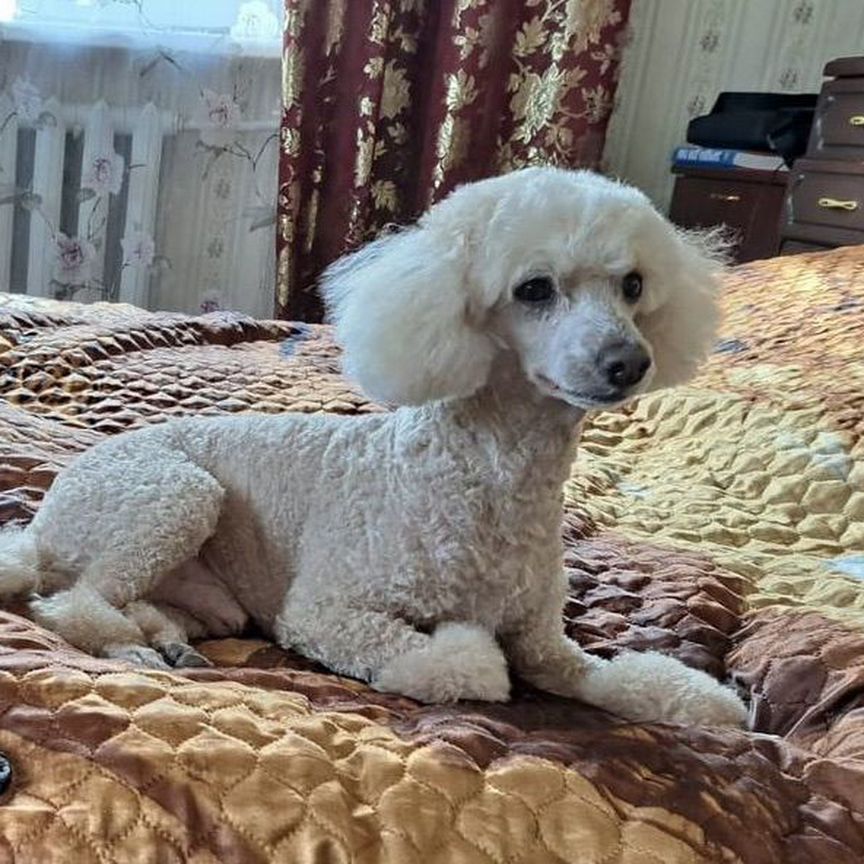 Потерялась собака