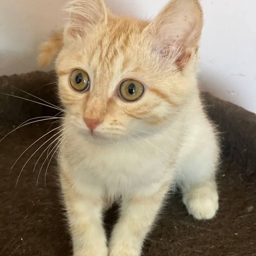 Милый мальчик (из приюта)