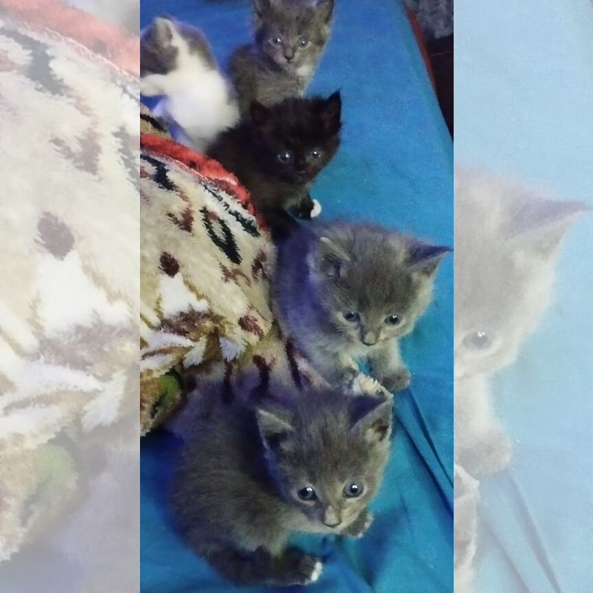 Рождественские котята, отдам в добрые руки