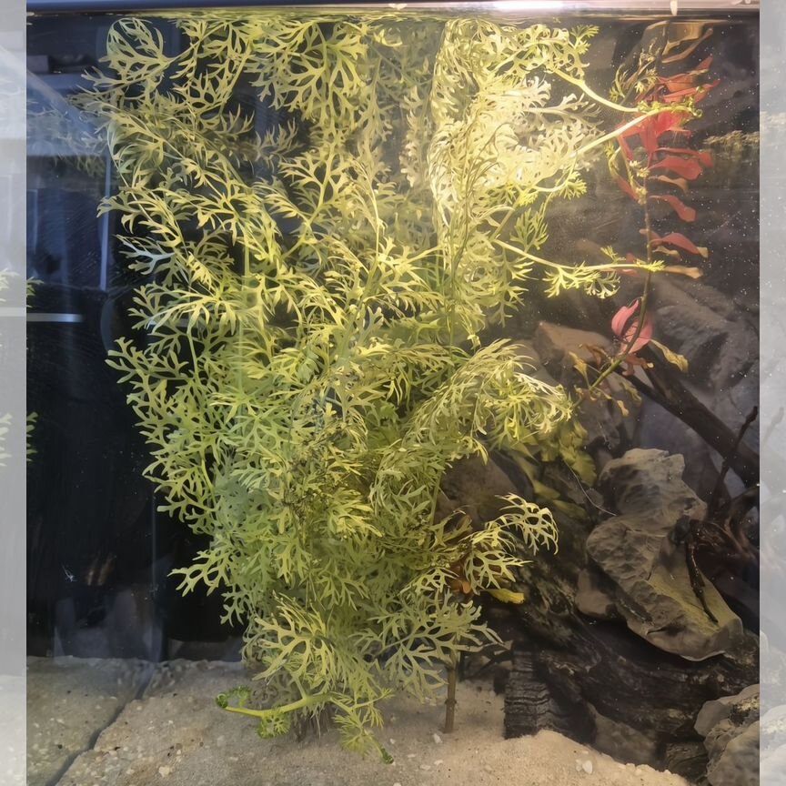 Индийский папоротник 35см аквариумное растение